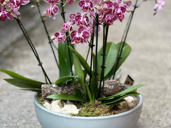 Houseplants | Infinity Flowers, Meath